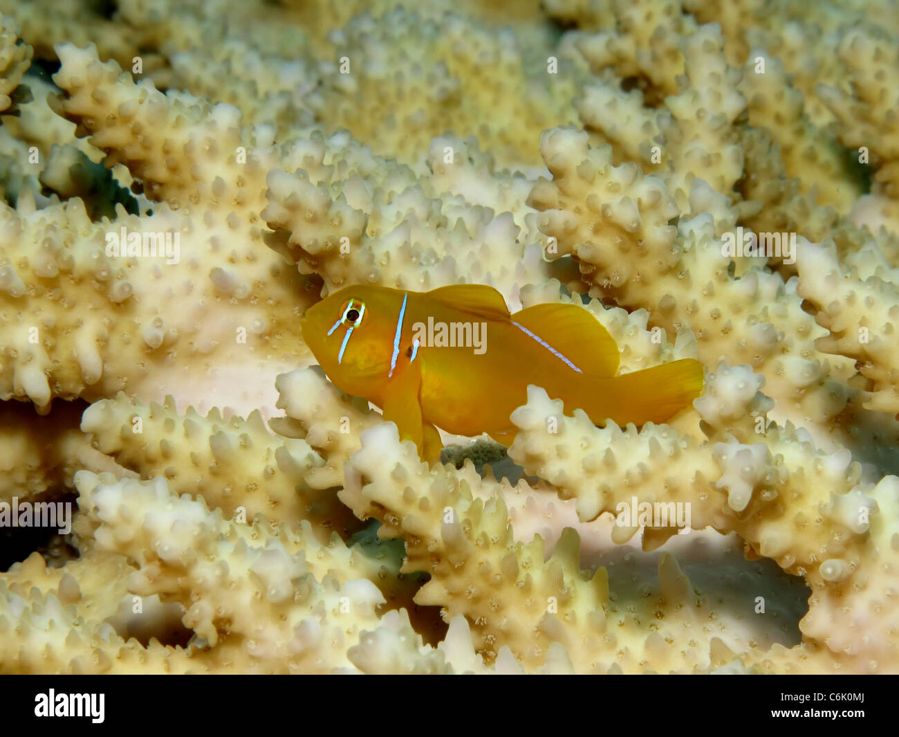 citron coral goby (gobiodon citrinus Stock Photo - Alamy
