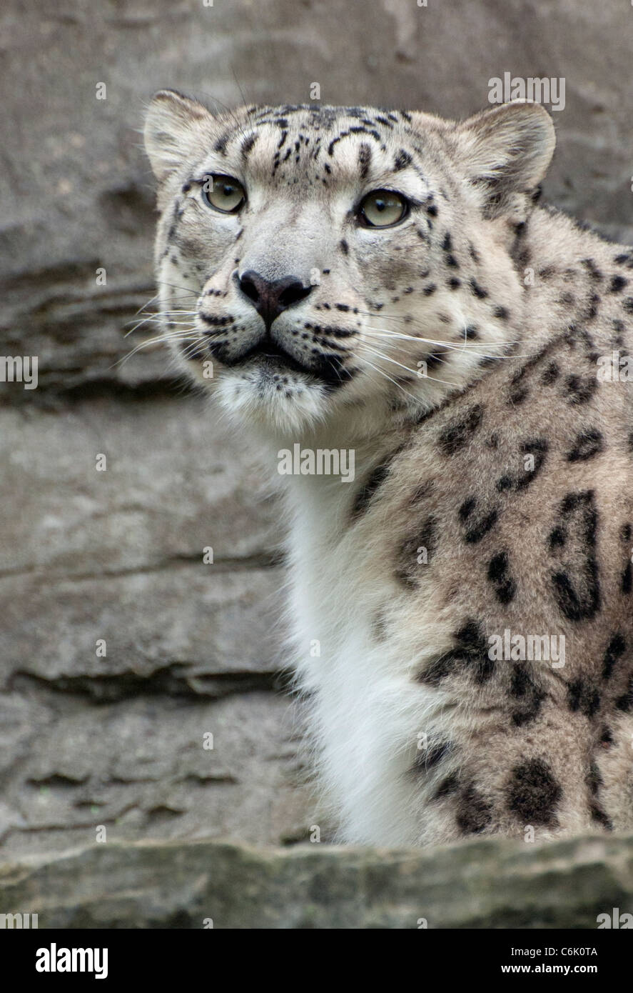 Female snow leopard Stock Photo - Alamy
