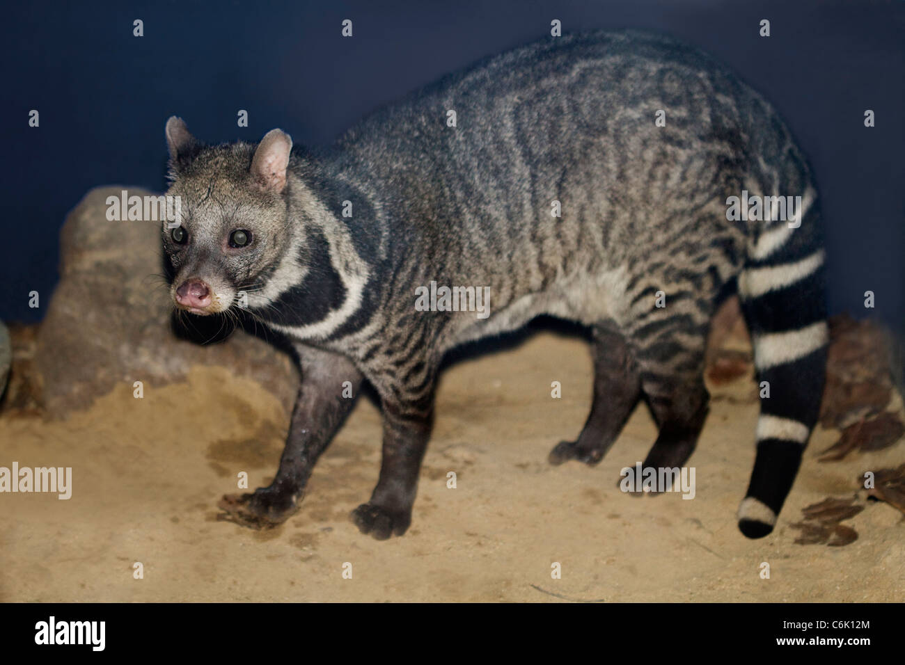 LARGE INDIAN CIVET (Viverra zibetha) Thailand. Captive Stock Photo - Alamy