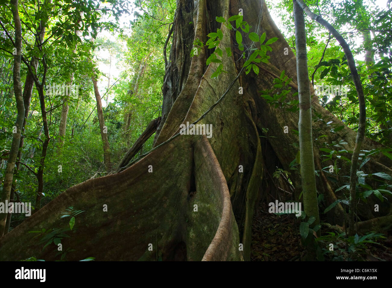 RAINFOREST interior showing the buttress roots of a Fig tree (Ficus sp ...