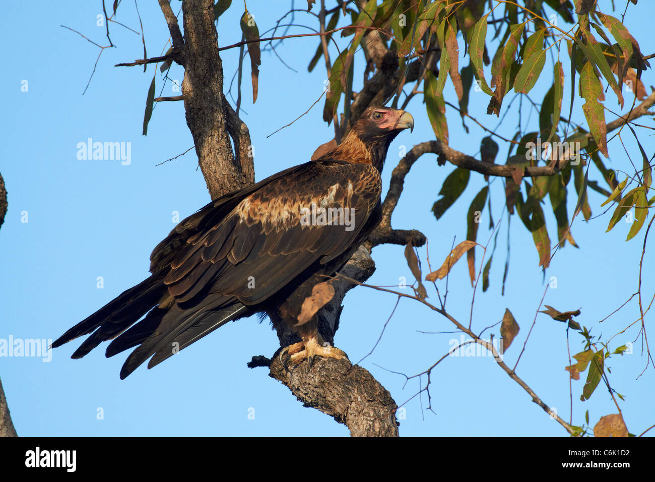 Wedge-tailed Eagle (Aquila audax), Yellow Water, Kakadu National Park ...