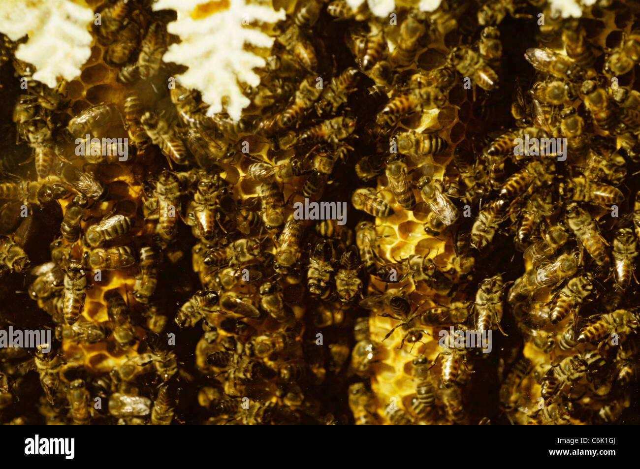 African bee hive hi-res stock photography and images - Alamy