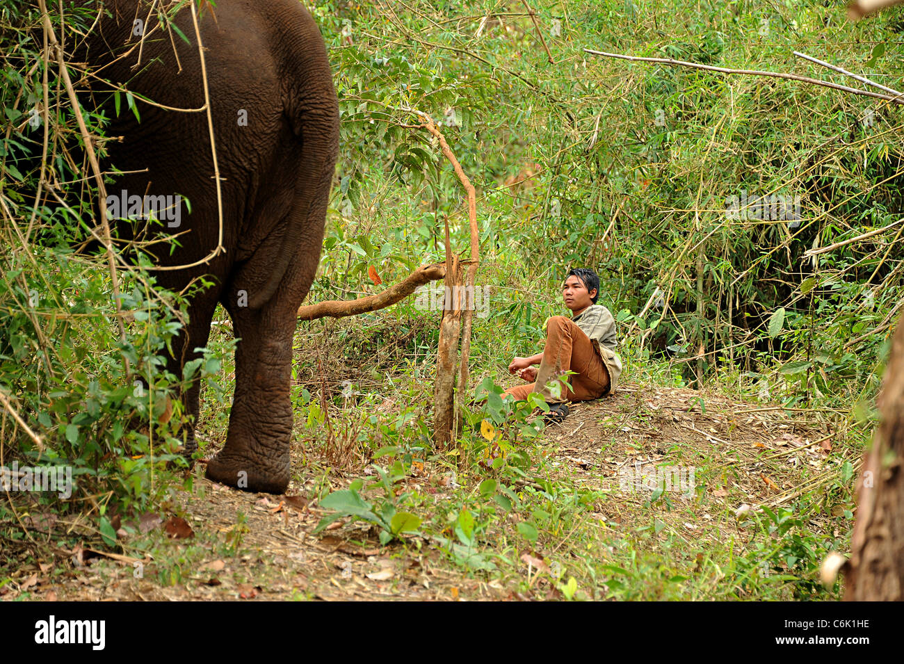 Mahout [elephant keeper] looks after elephant in the forest Stock Photo ...