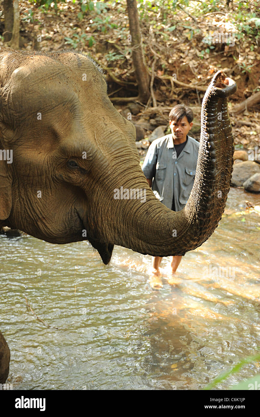 Mahout [elephant keeper] looks after the elephant in the river ...