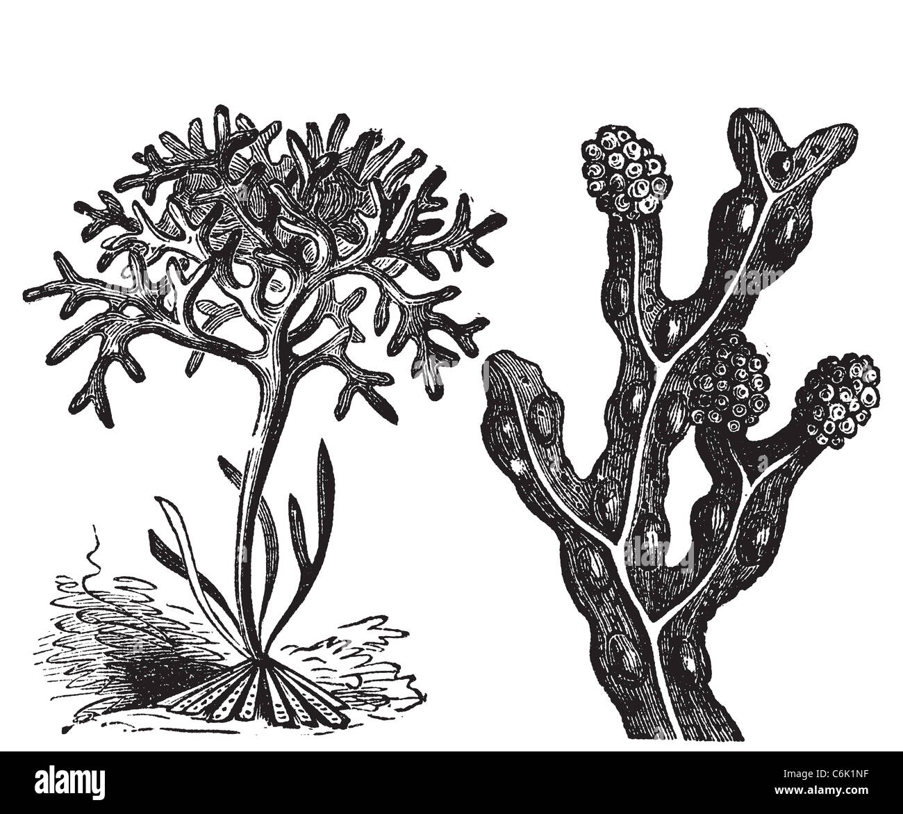 Carrageen moss drawing hi-res stock photography and images - Alamy