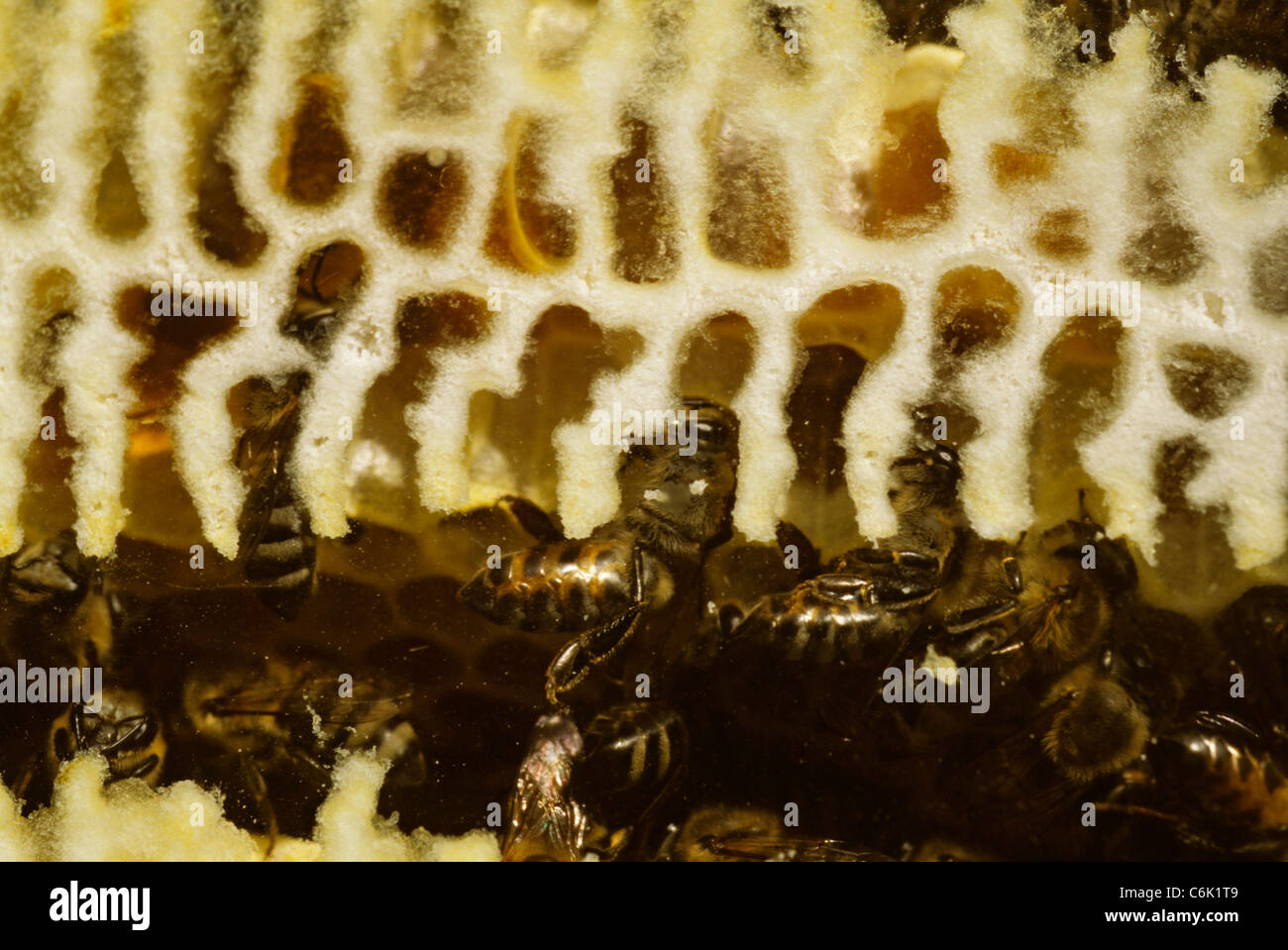 A close up of African honey bees and honey comb in a bee hive Stock ...