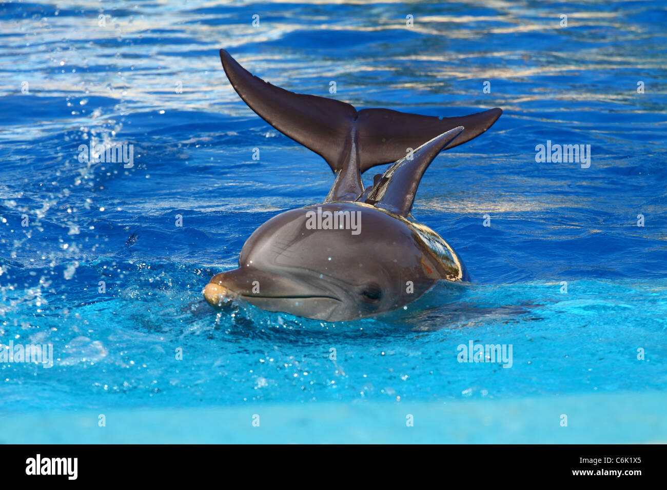 Beautiful dolphin swimming in the blue water Stock Photo - Alamy