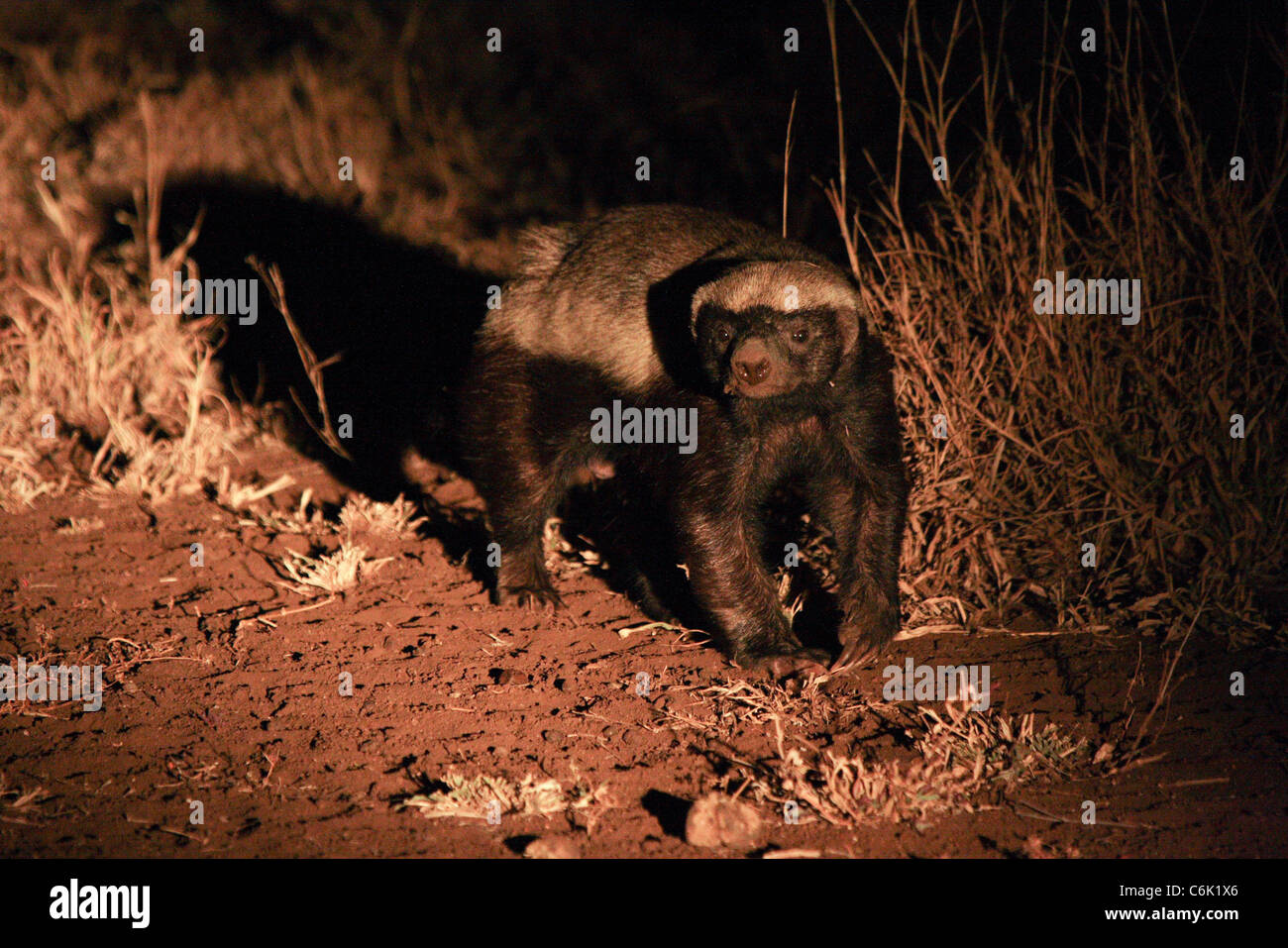 Badger night hi-res stock photography and images - Alamy