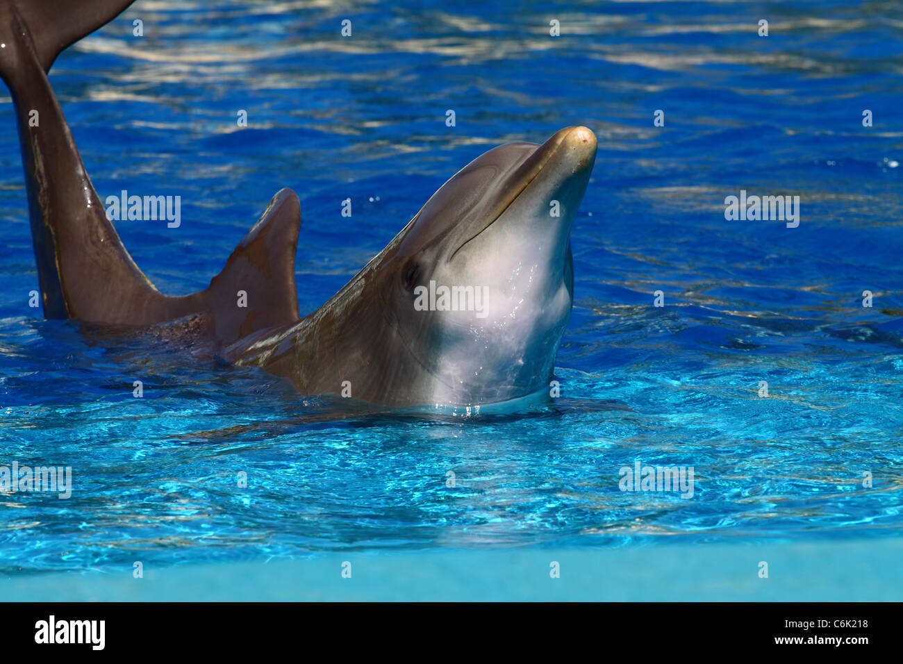 Beautiful dolphin swimming in the blue water Stock Photo - Alamy