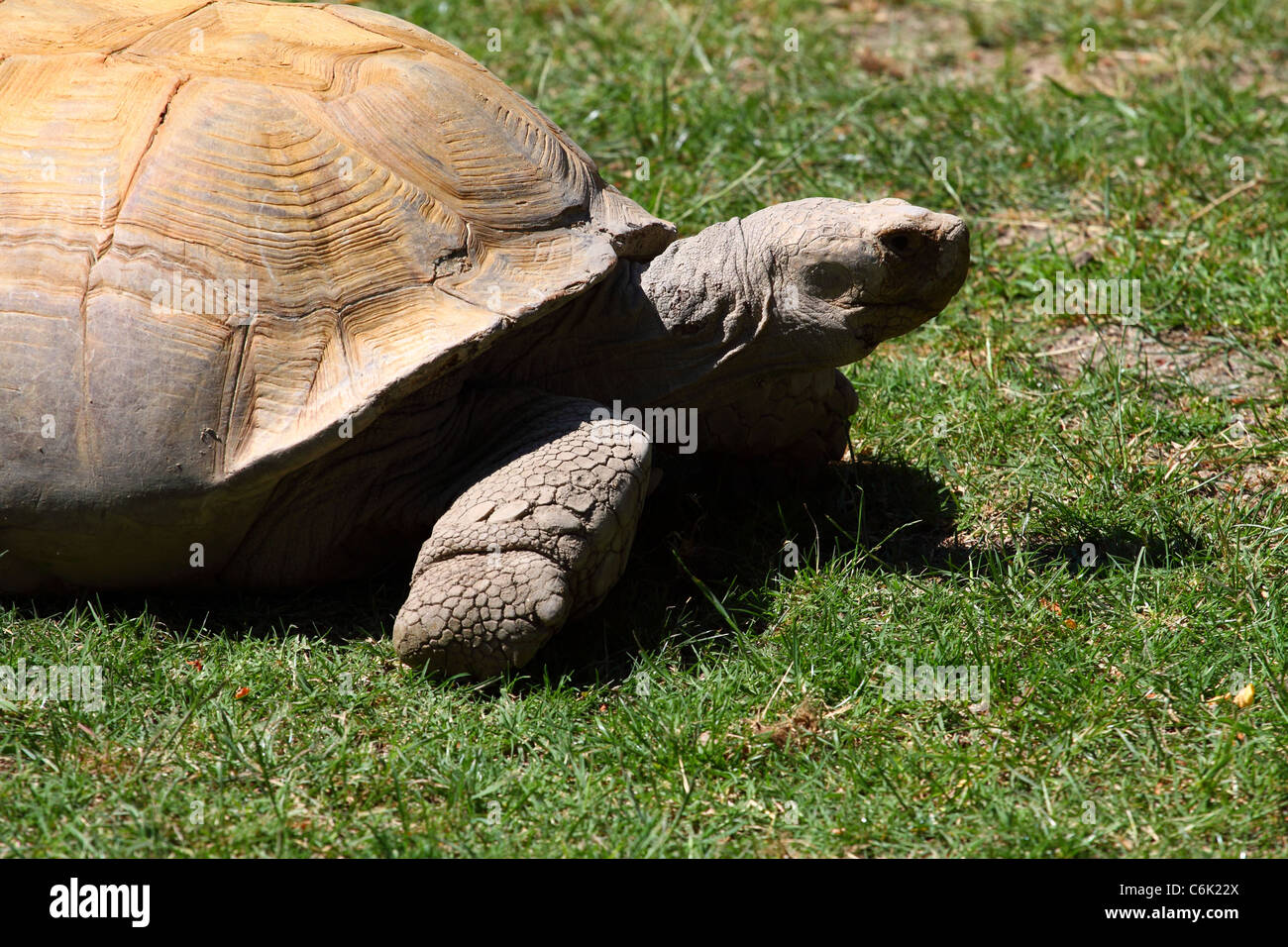 Snapping turtle beak hi-res stock photography and images - Alamy