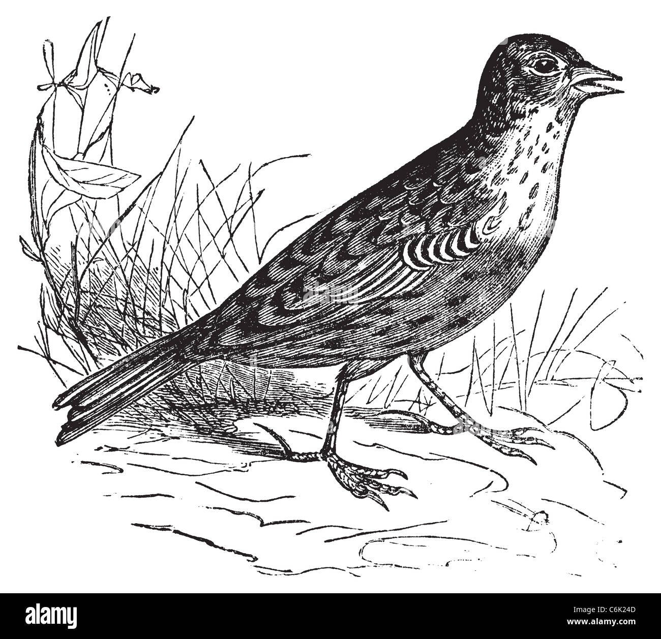 Vector illustration bird lark hi-res stock photography and images - Alamy