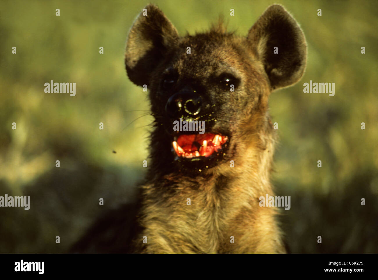 Spotted hyena with mouth bloody from feeding (Crocuta crocuta Stock ...