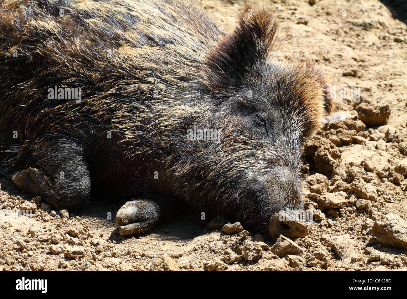 Monster pig portrait hi-res stock photography and images - Alamy