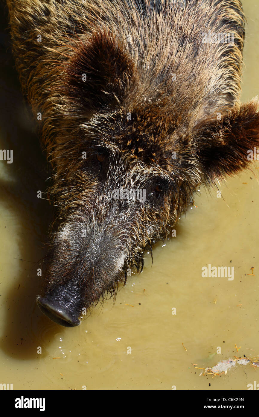 Monster pig portrait hi-res stock photography and images - Alamy