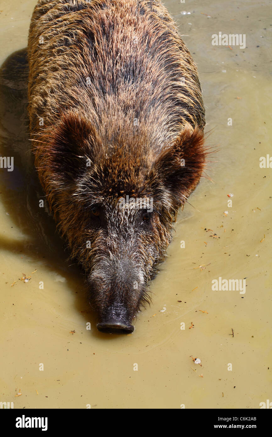 Monster pig portrait hi-res stock photography and images - Alamy