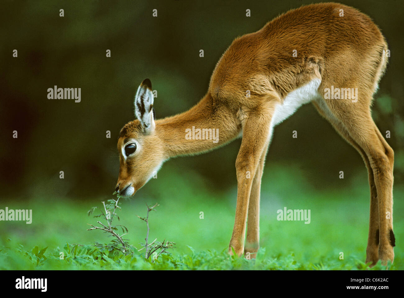 Impala foal hi-res stock photography and images - Alamy