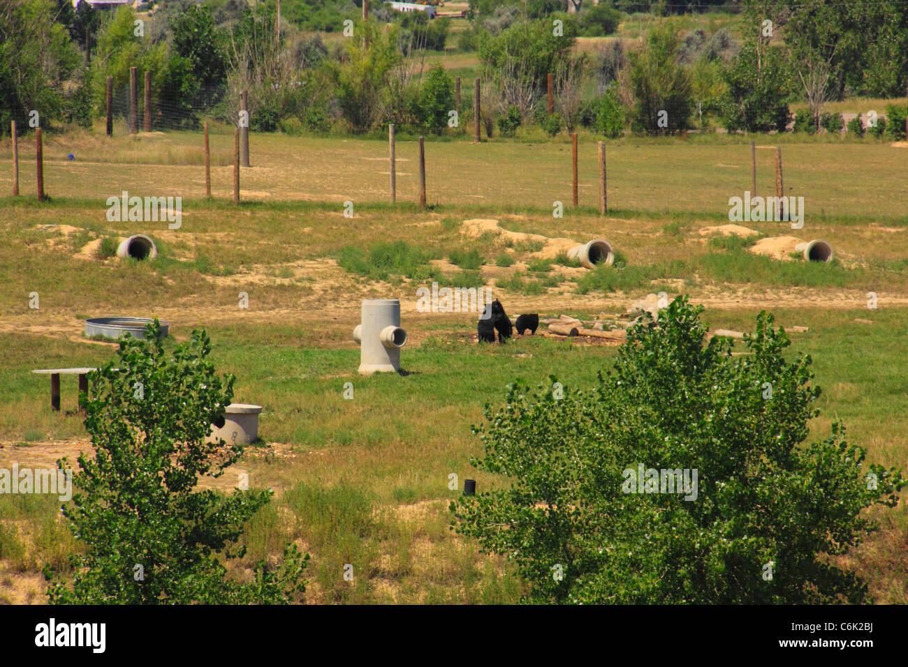 Denver bears hi-res stock photography and images - Alamy