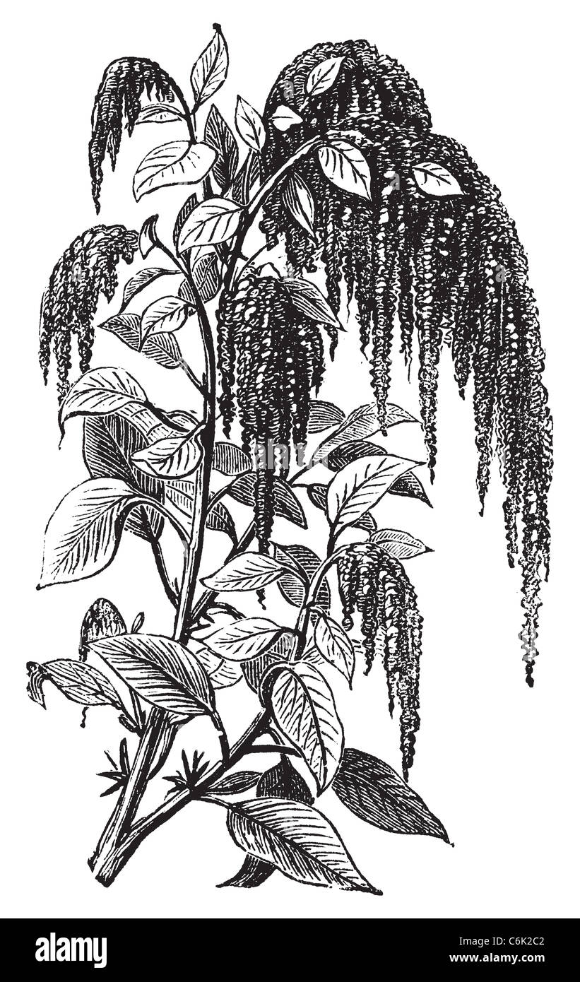 Foxtail amaranth, love-lies-bleeding, velvet flower, quelite or ...