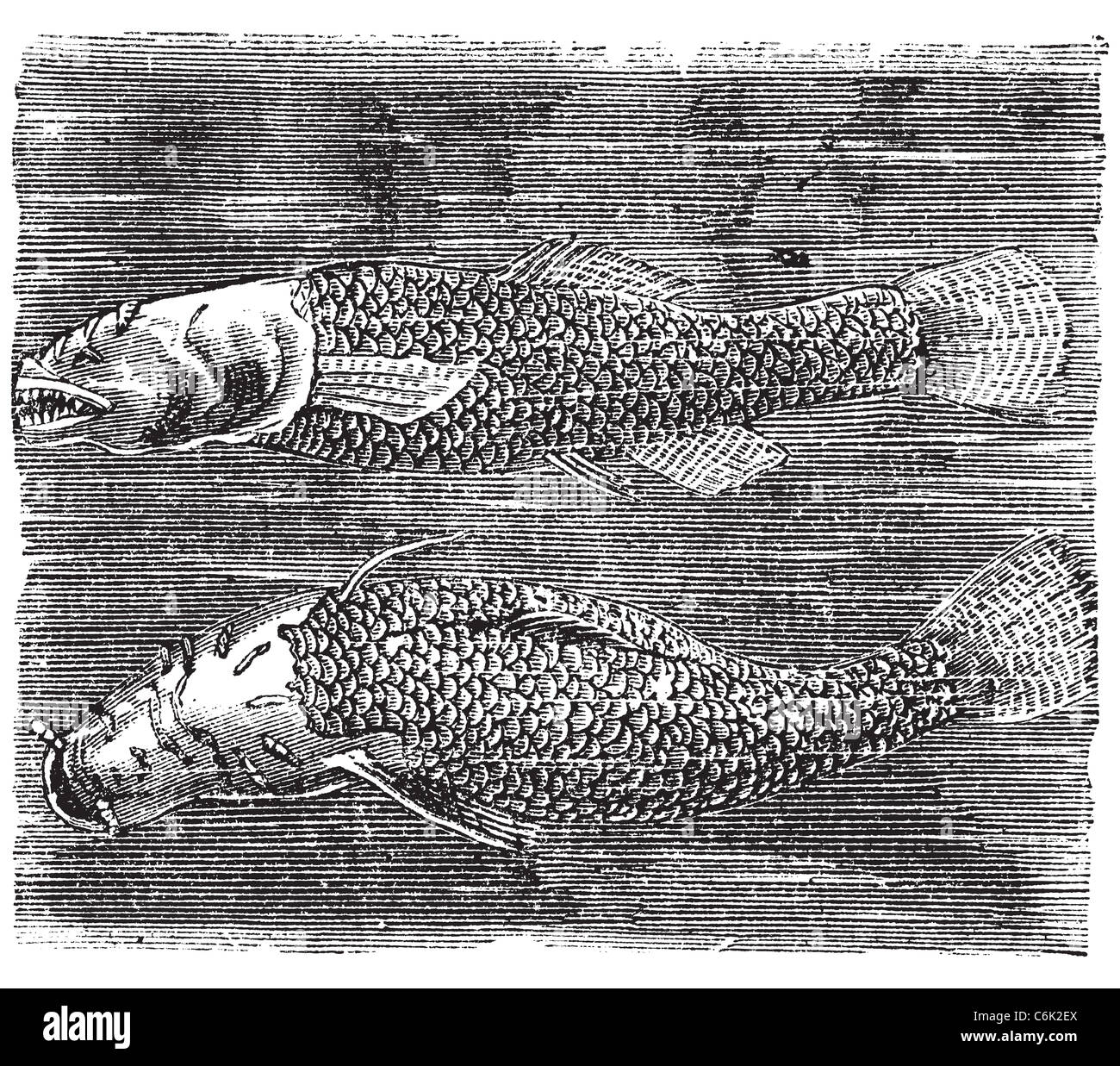 Northern cavefish or Amblyopsis spelaea vintage engraving. Bottom and ...
