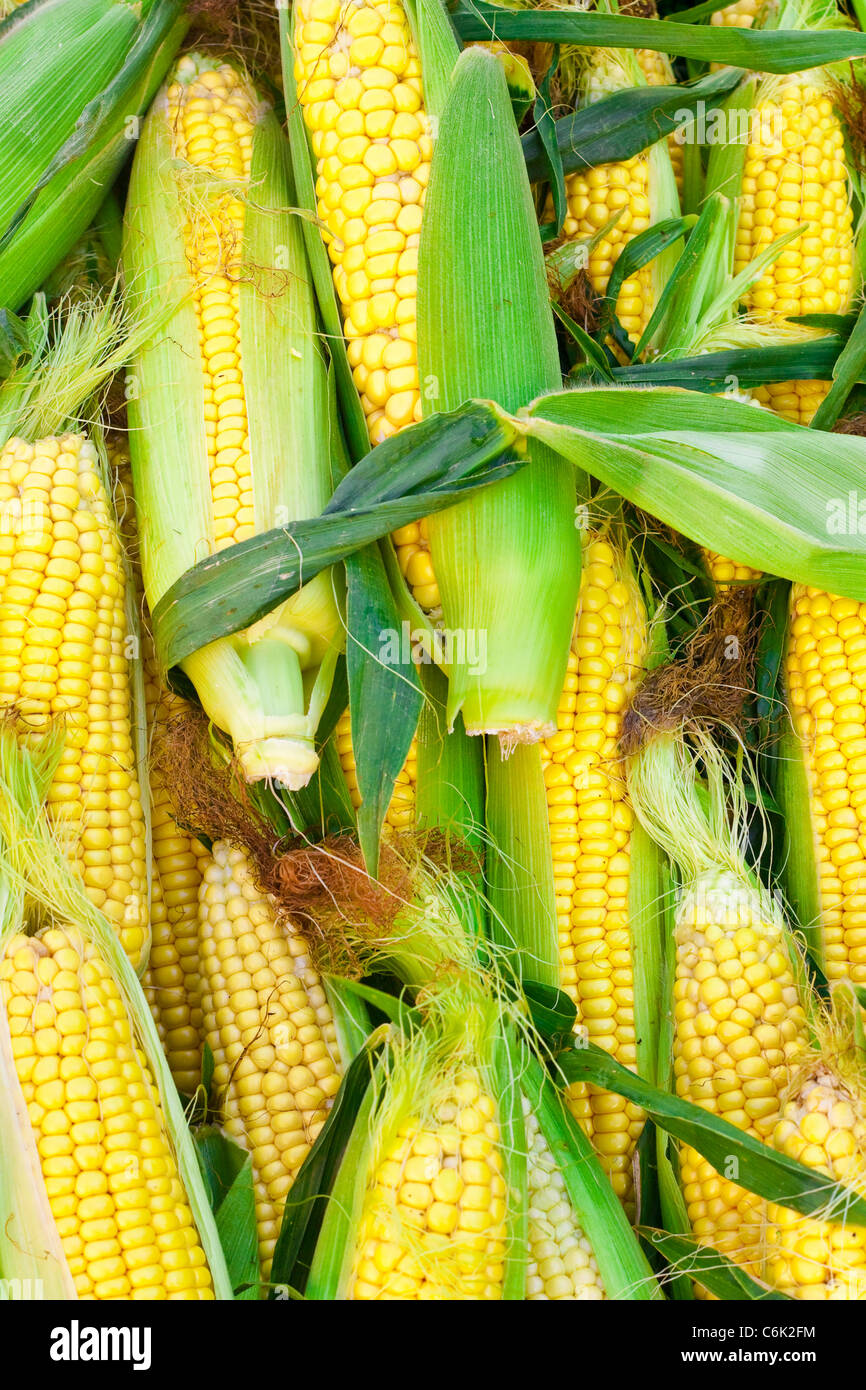 Freshly harvested corn kernels hi-res stock photography and images - Alamy