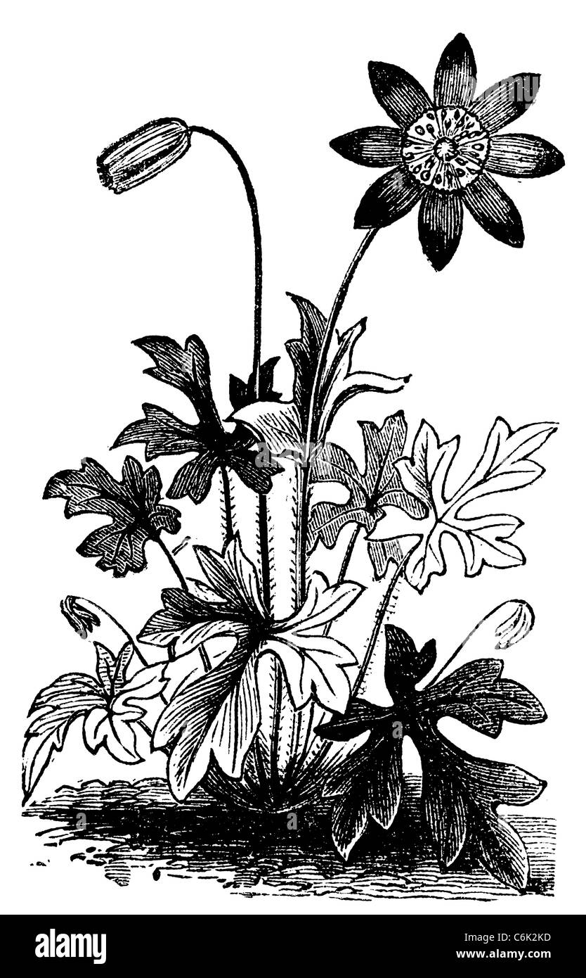 Wood Anemone Line Drawing