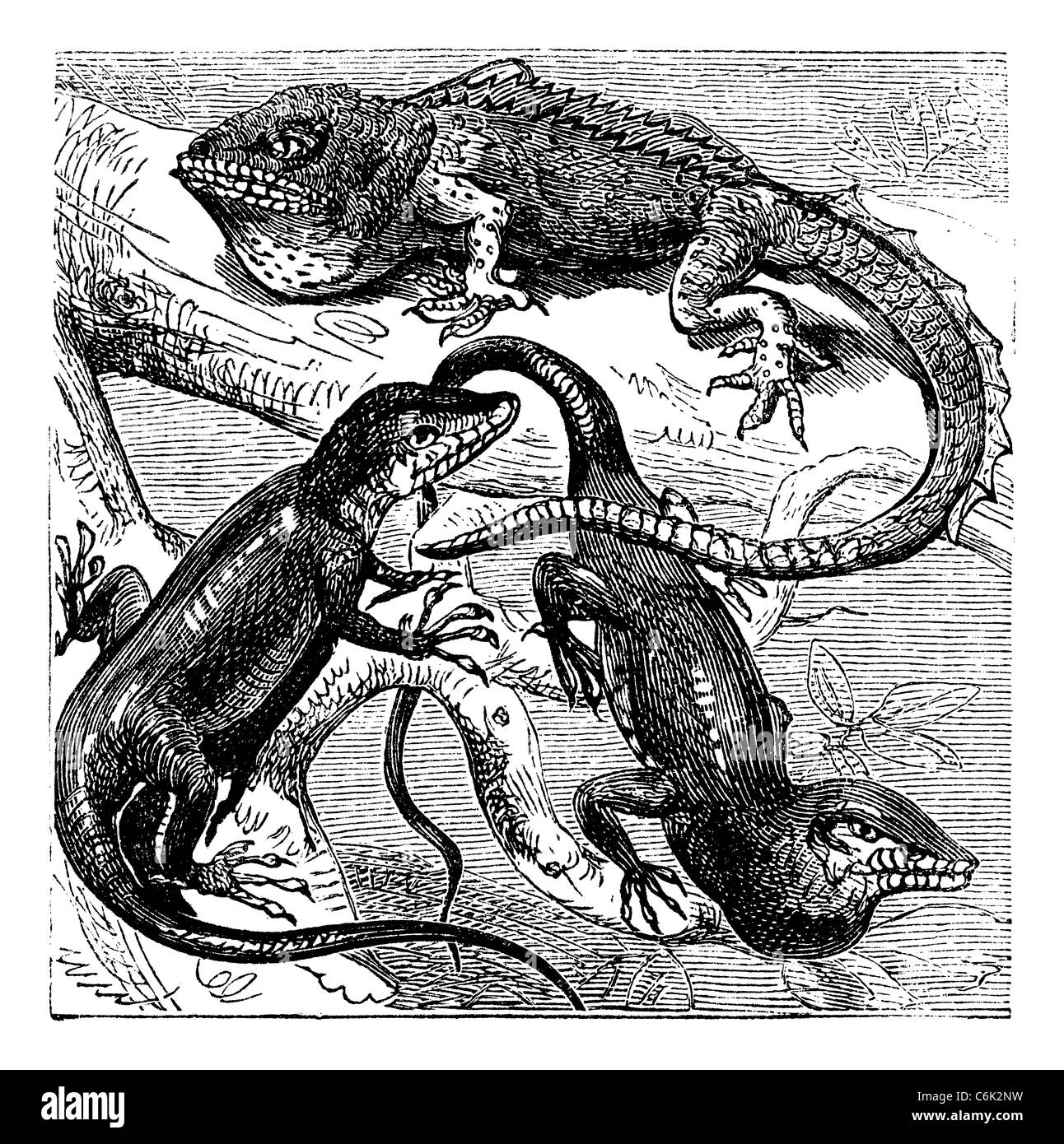 Crested lizard Black and White Stock Photos & Images - Alamy