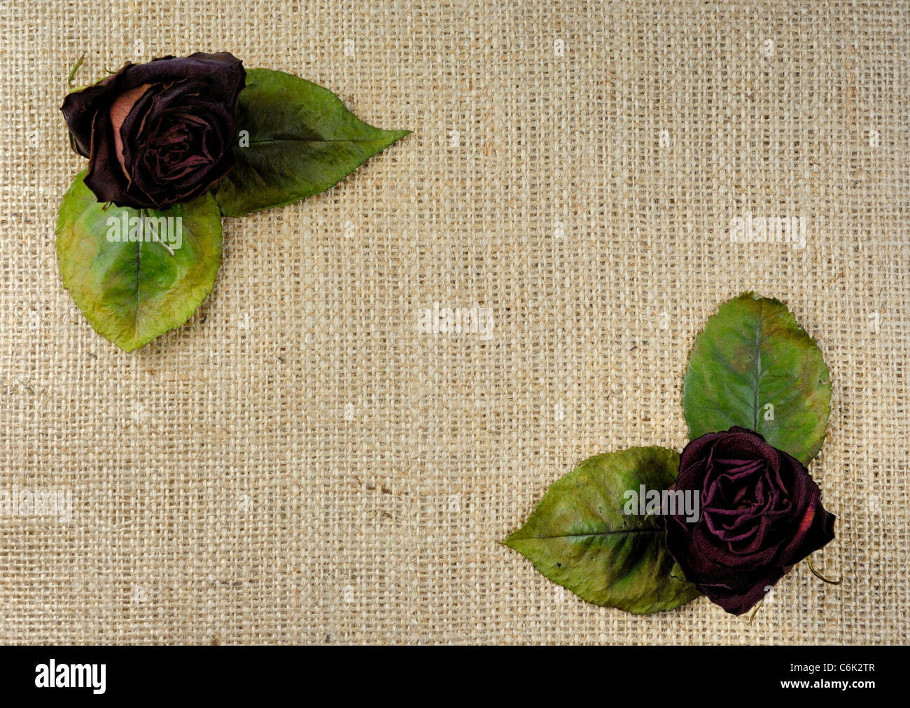 Pattern red wilted roses dried hi-res stock photography and images - Alamy
