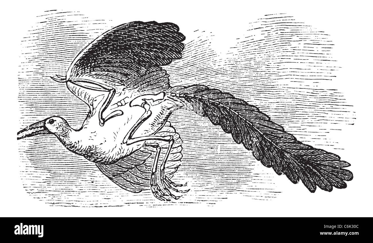 Earliest primitive bird Cut Out Stock Images & Pictures - Alamy