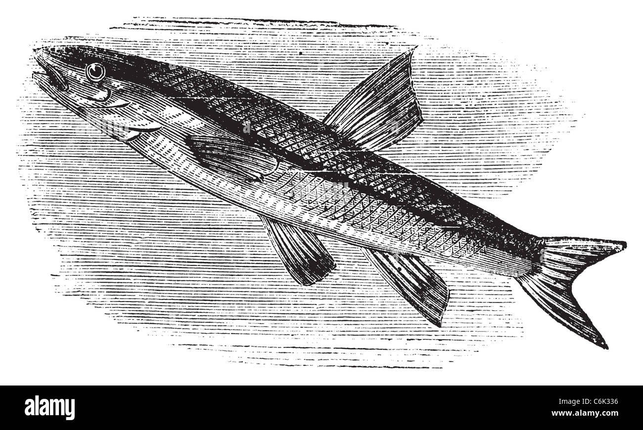 Black nose dace hi-res stock photography and images - Alamy