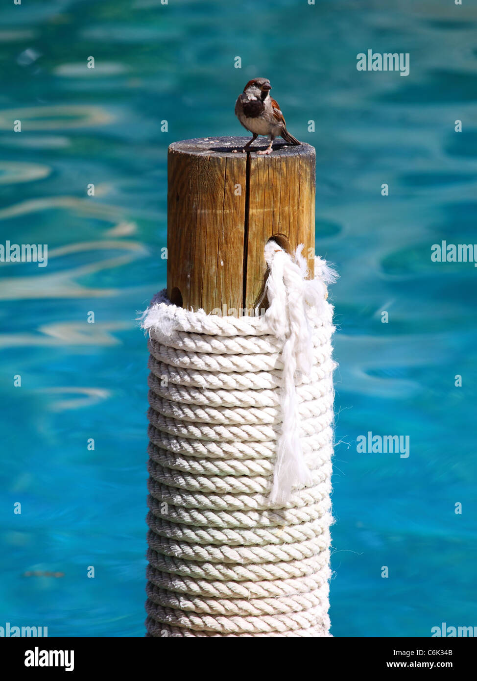 Wather bird hi-res stock photography and images - Alamy