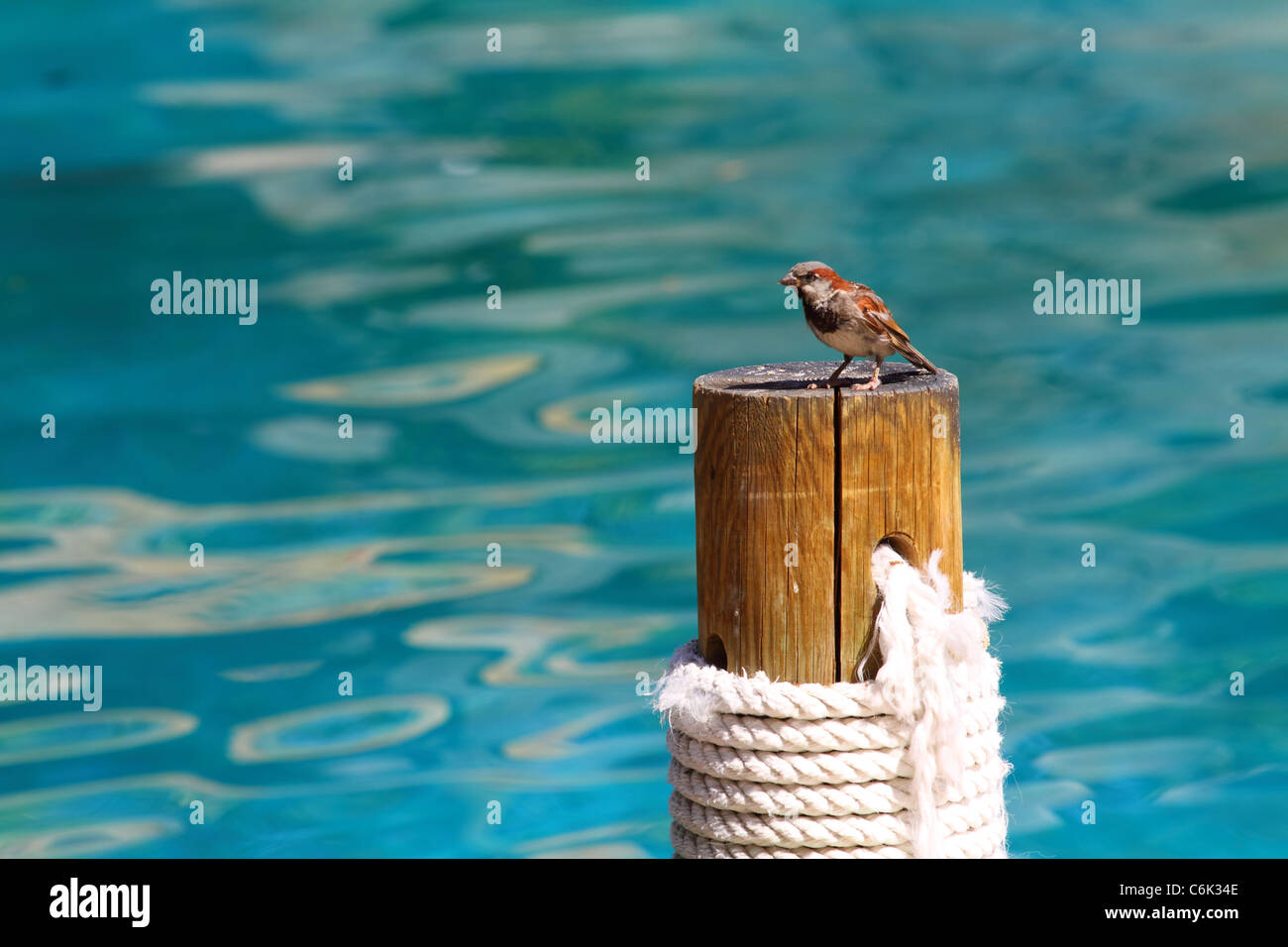 Wather bird hi-res stock photography and images - Alamy