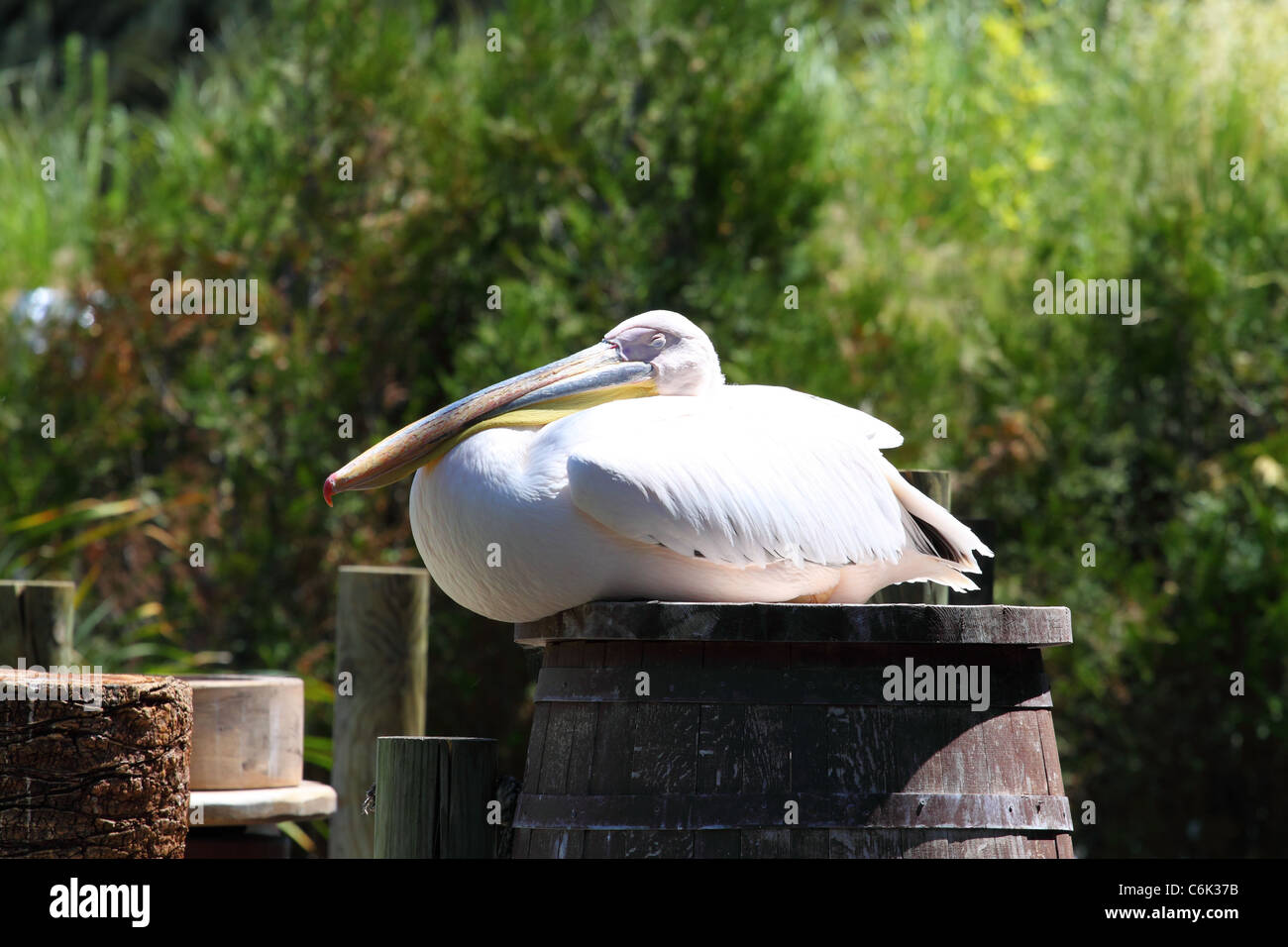 Australian water bird with orange beak hi-res stock photography and ...