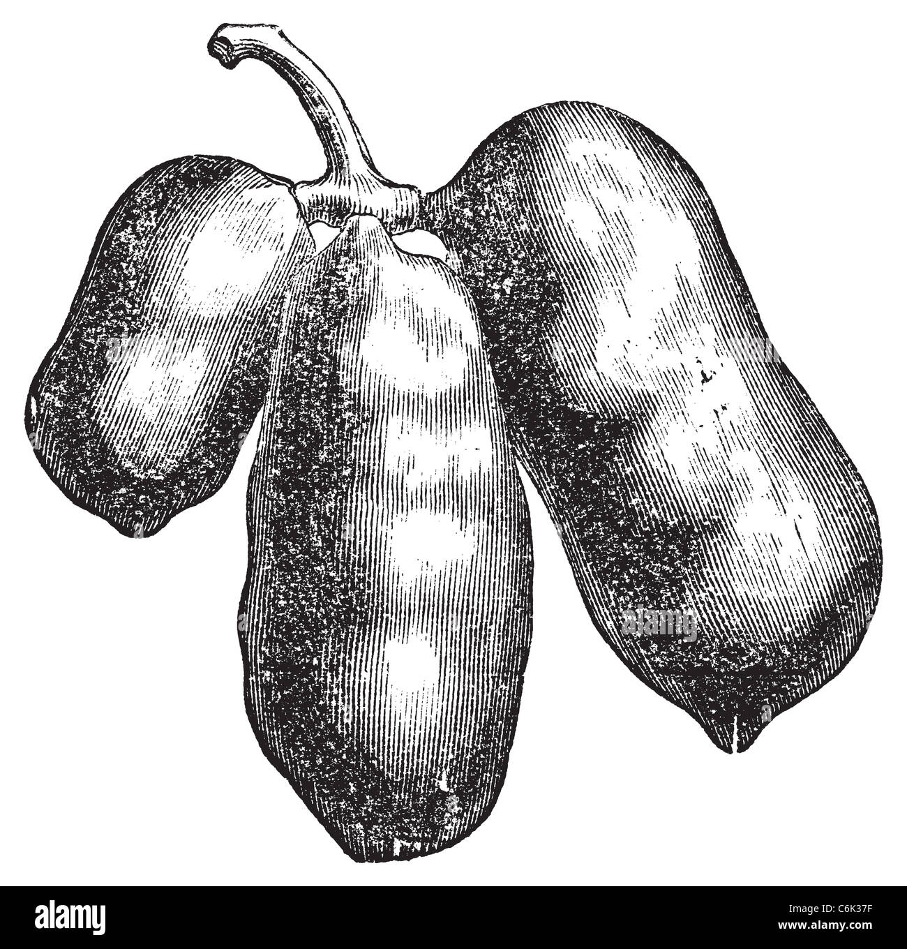 Asimina fruit hi-res stock photography and images - Alamy