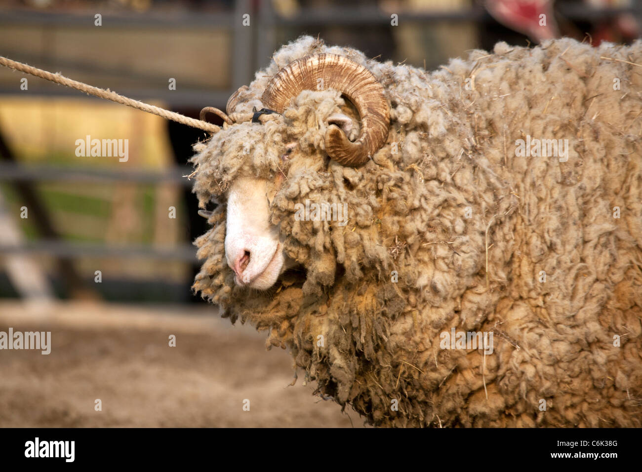 Sheep with horn hi-res stock photography and images - Alamy
