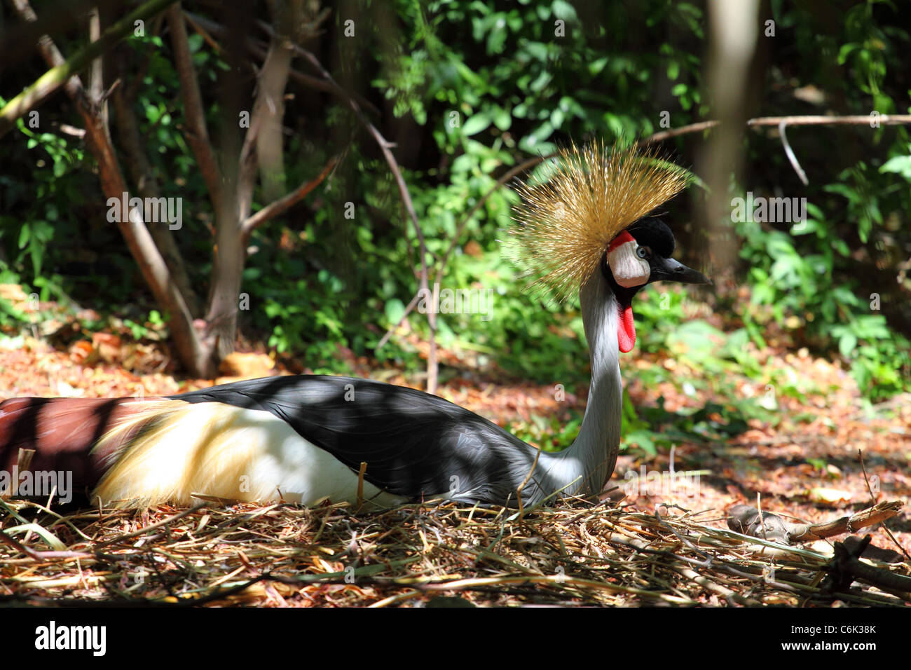 Beautiful crowned crane with blue eye and red wattle Stock Photo - Alamy