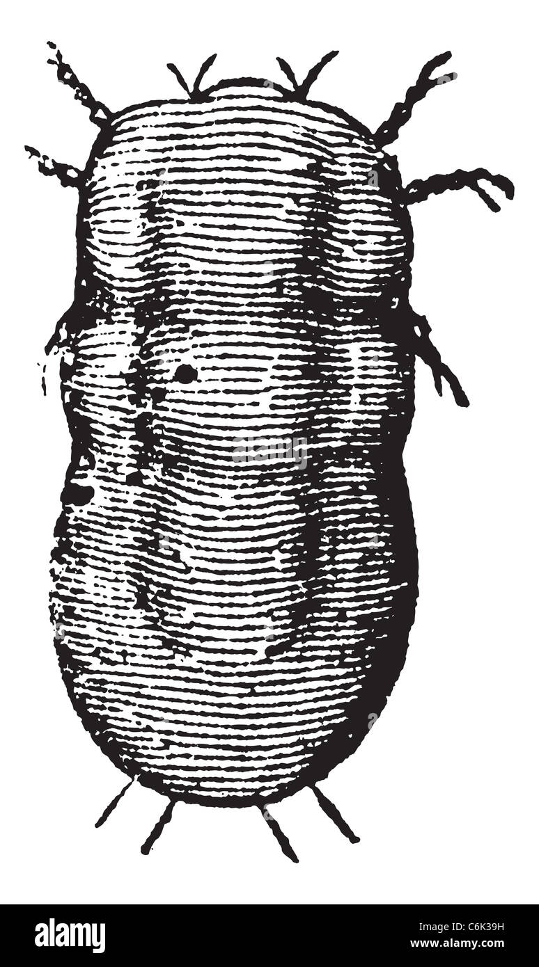 Locust mite or Astoma gryllaria, vintage engraving. Old engraved ...