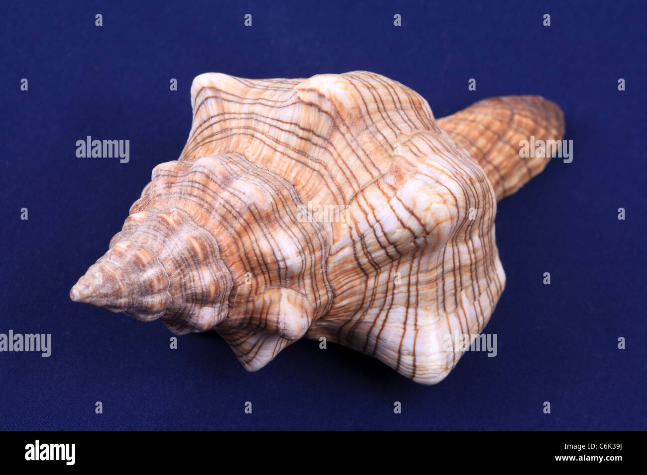 Striped snail shell Stock Photo - Alamy