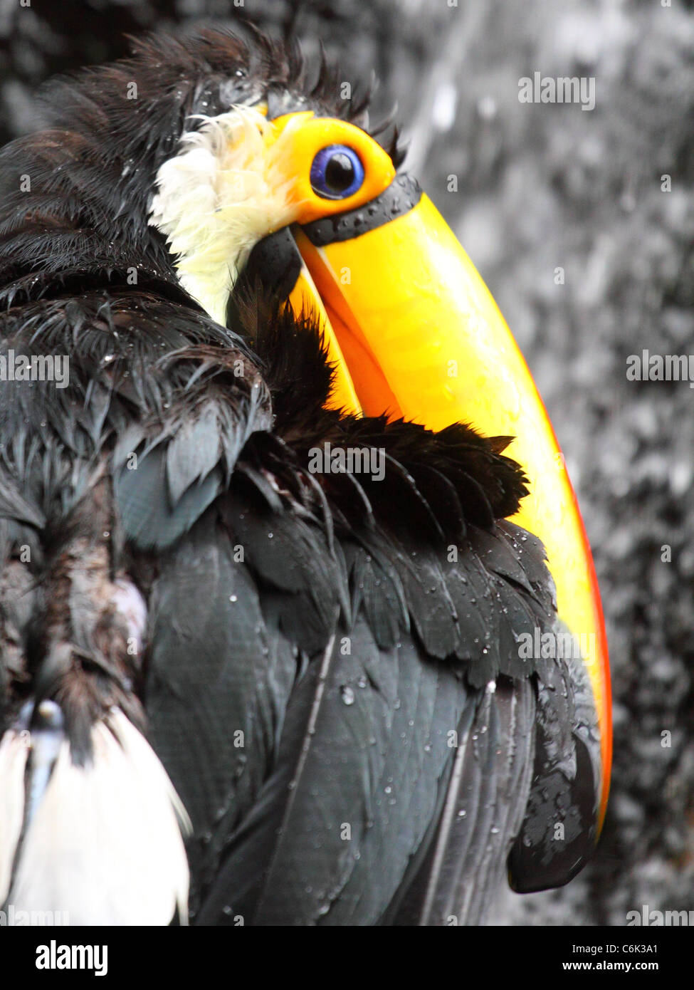 Tukan bird hi-res stock photography and images - Alamy