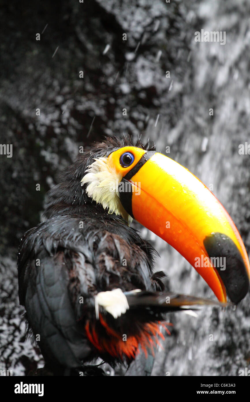 Tukan bird hi-res stock photography and images - Alamy