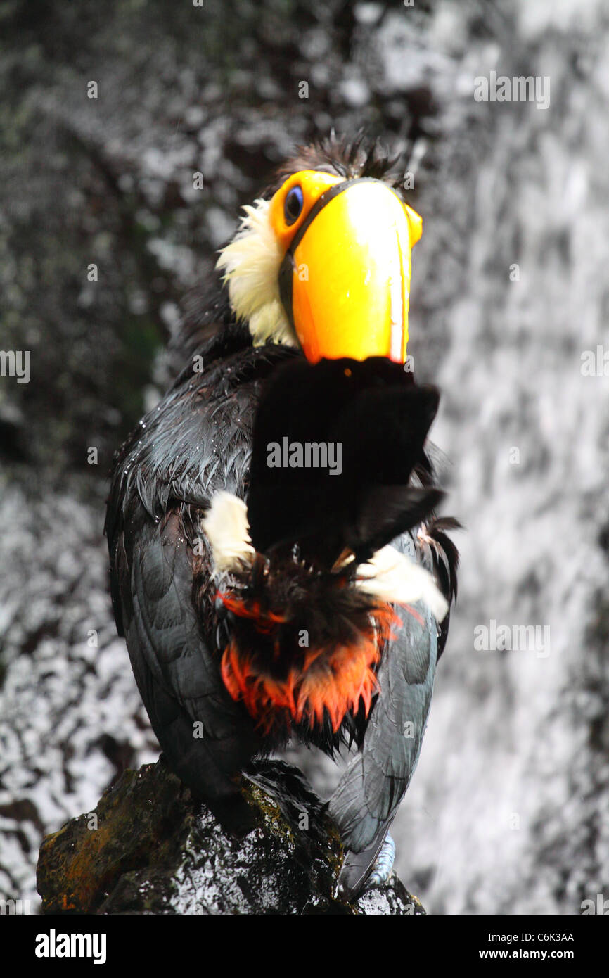 Toukan hi-res stock photography and images - Alamy