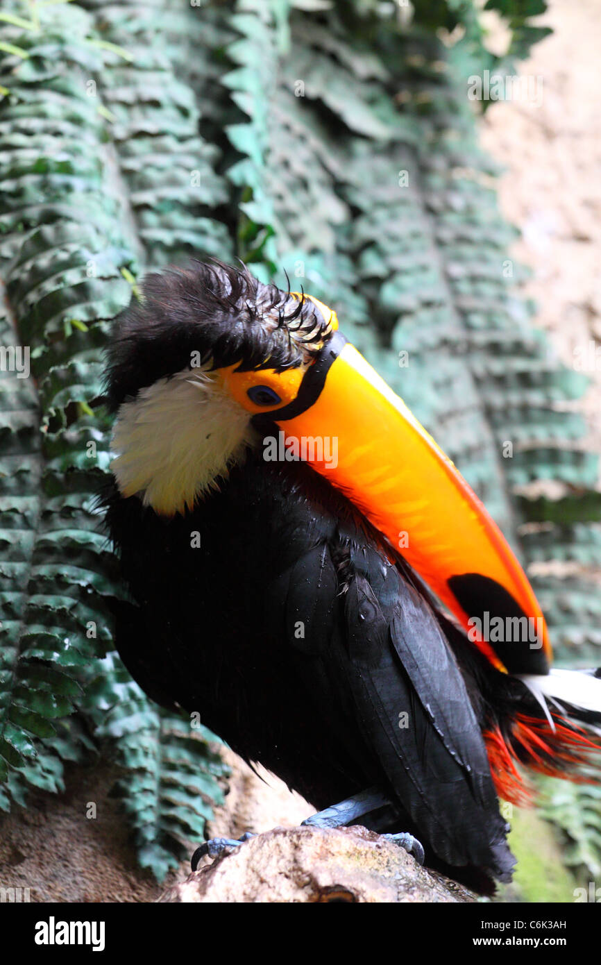 Tukan bird hi-res stock photography and images - Alamy