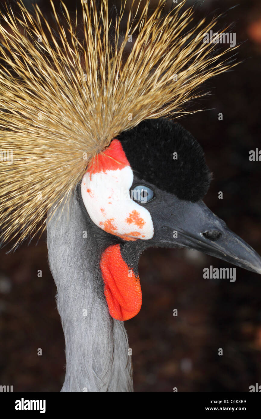 Beautiful crowned crane with blue eye and red wattle Stock Photo - Alamy