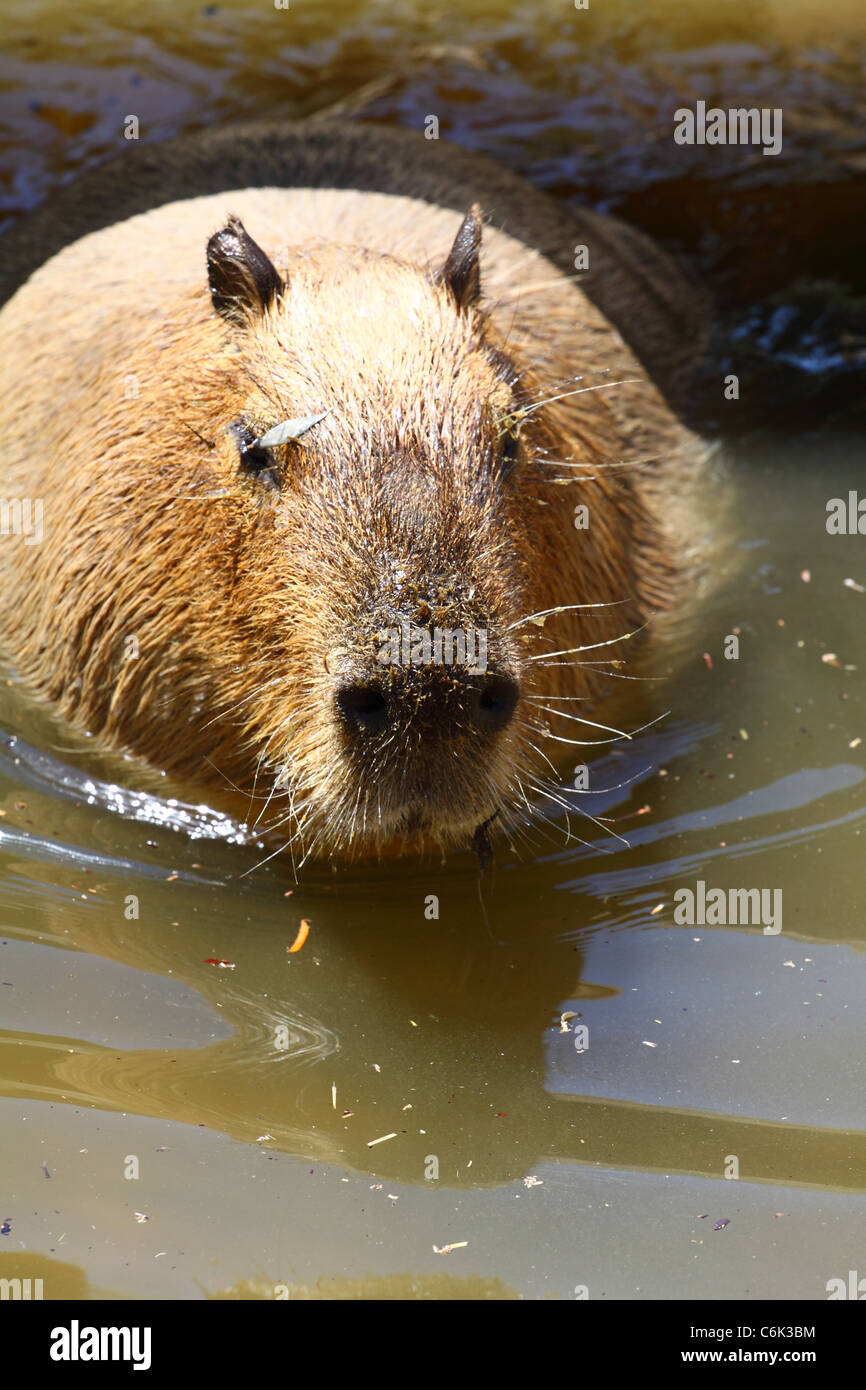 Close up of capybara hair hi-res stock photography and images - Alamy