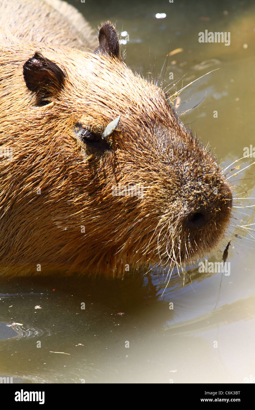 Brazil pantanal close up capybara hydrochoerus hi-res stock photography ...
