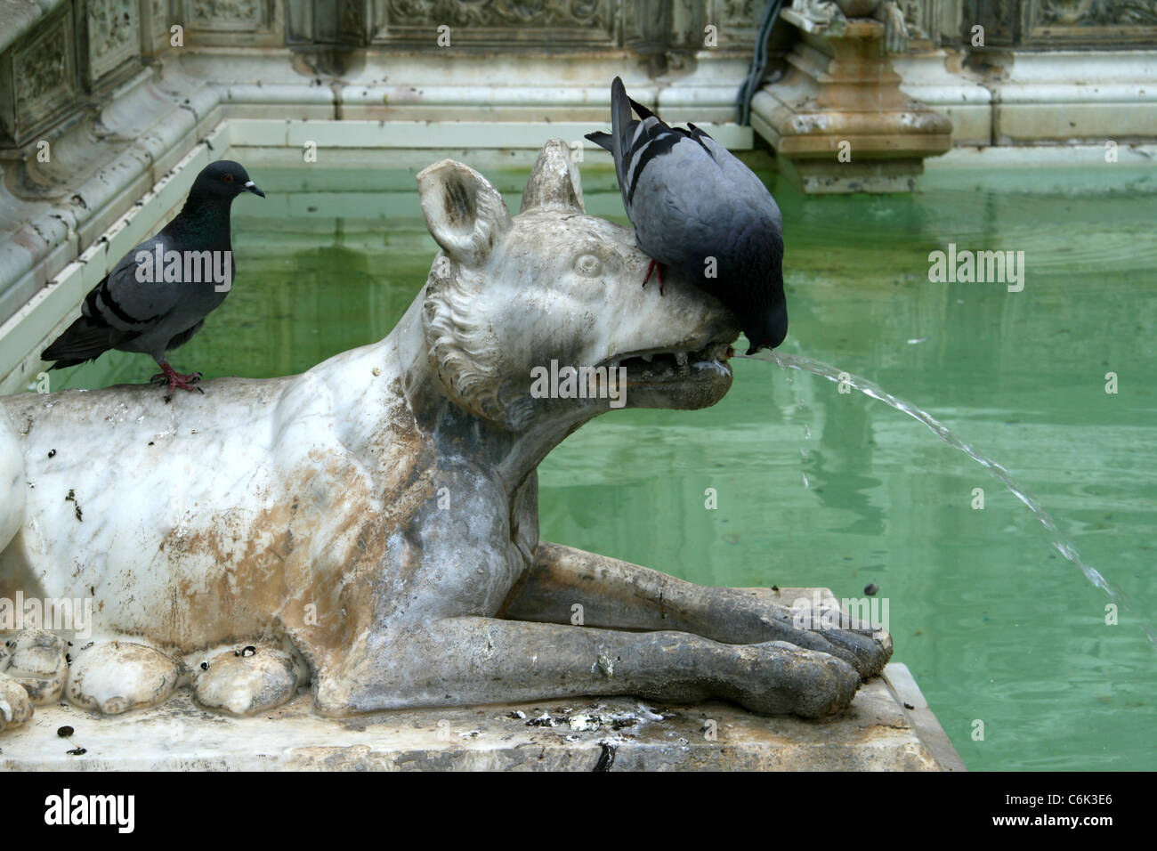 Pigeon drinking water from the mouth of the wolf statue on the Fonte ...