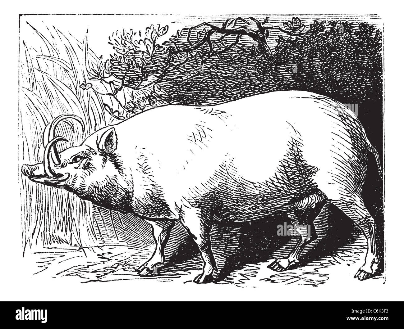 Babyrousa, Buru babirusa. Vintage engraving. Old engraved illustration ...