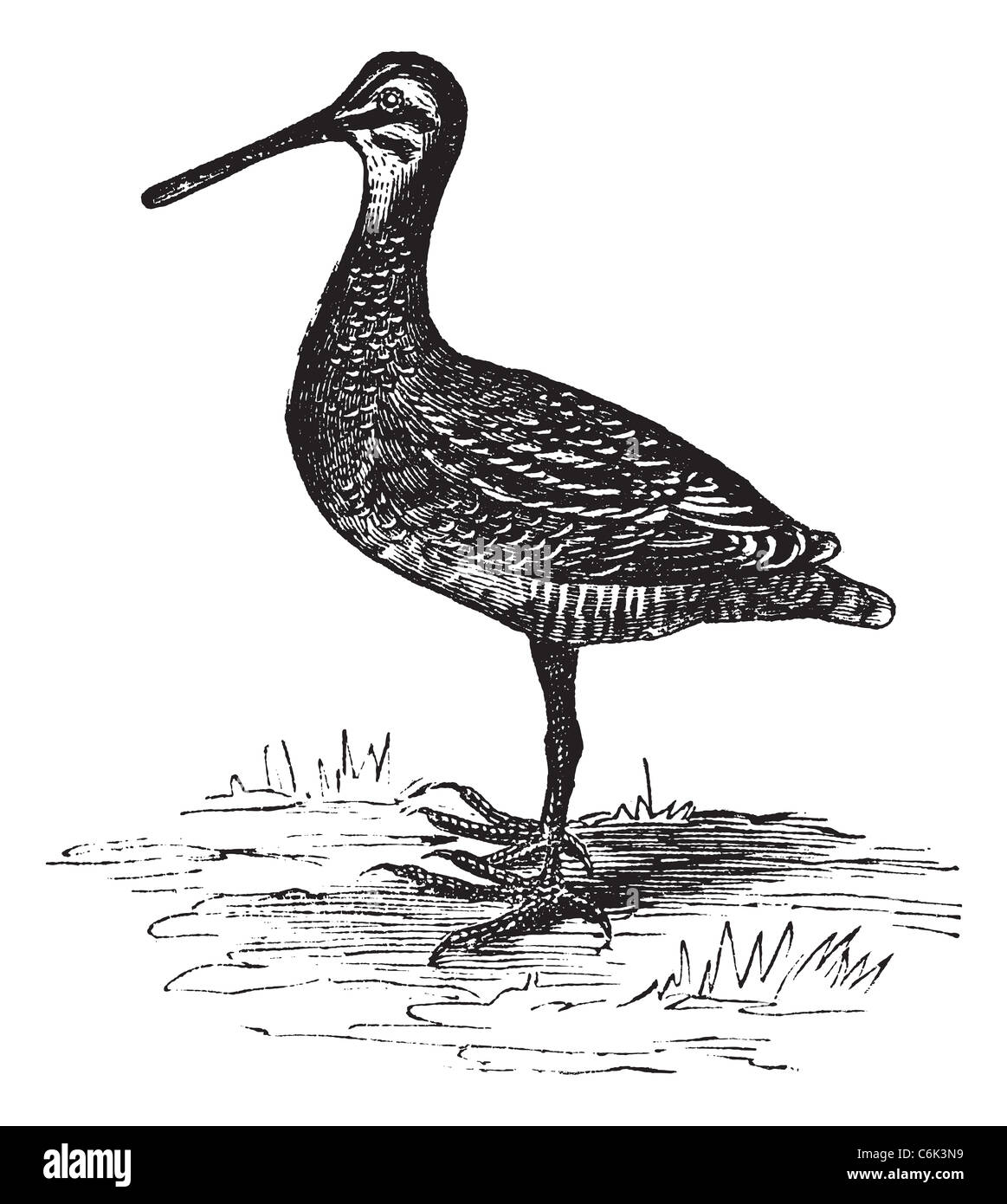 Snipe illustration Cut Out Stock Images & Pictures - Alamy