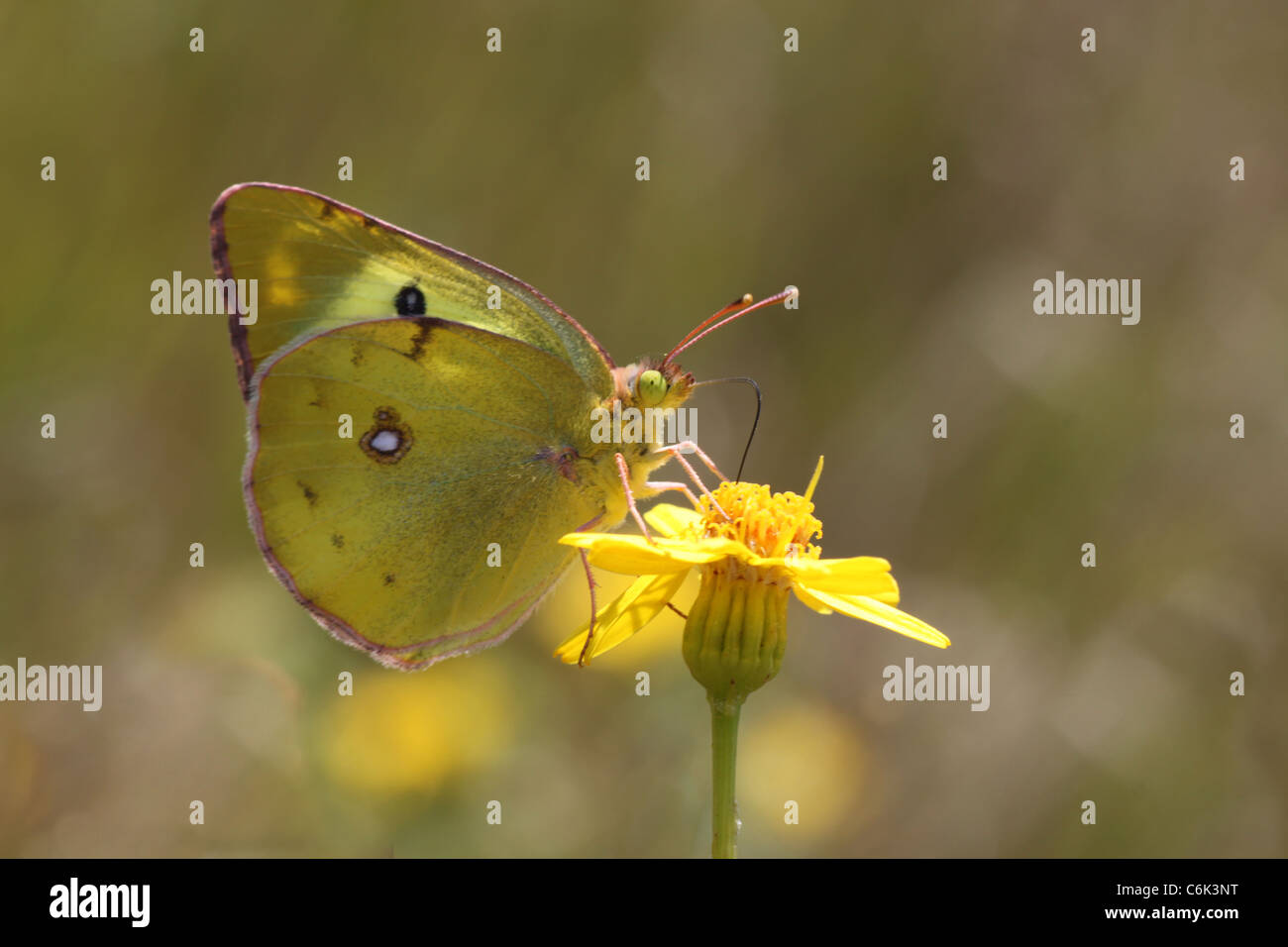 brimstone butterfly on a wild flower Stock Photo - Alamy