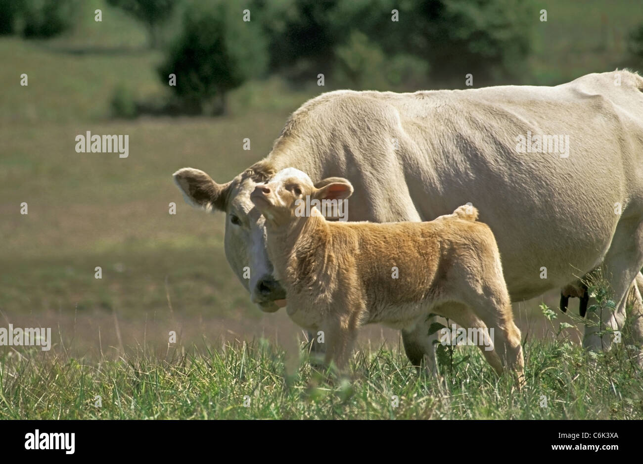 Mixed breeds together hi-res stock photography and images - Alamy