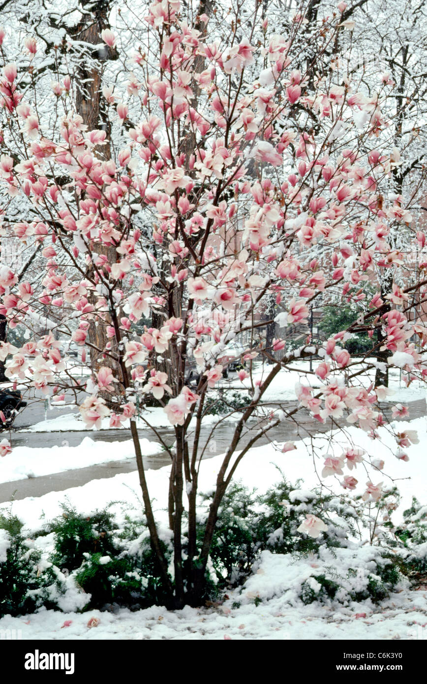 Late spring snow layers onto Magnolia grandiflora blossoms creating a ...